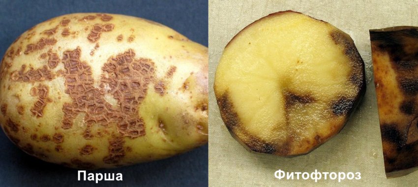 Картофель Манифест Описание Сорта Фото Отзывы Вкусовые – Telegraph