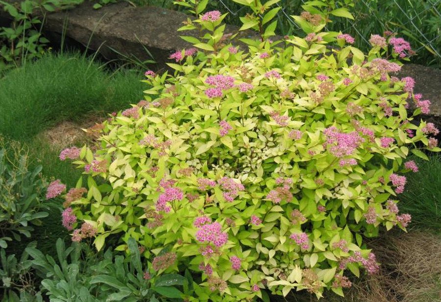 Спірея Голдмаунд (Spiraea japonica Gold Mound): фото і опис, посадка і ...