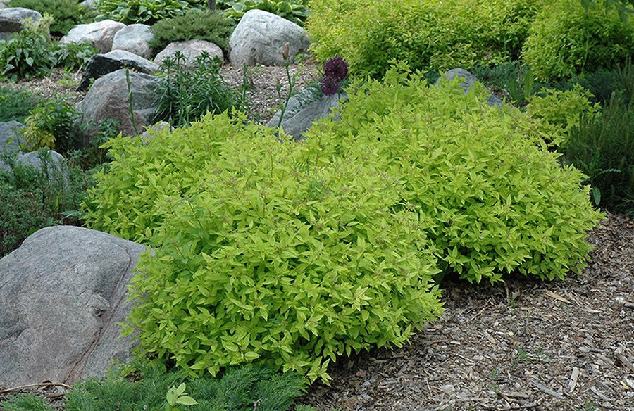 Спірея Голдмаунд (Spiraea japonica Gold Mound): фото і опис, посадка і ...