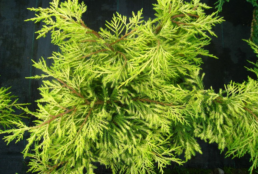 Можжевельник средний Кинг оф Спринг (Juniperus pfitzeriana King of ...