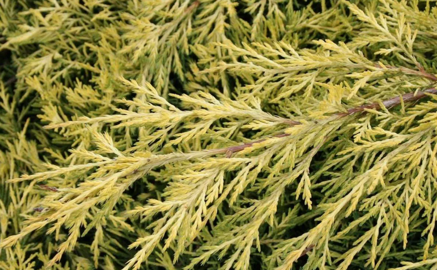 Можжевельник средний Кинг оф Спринг (Juniperus pfitzeriana King of ...