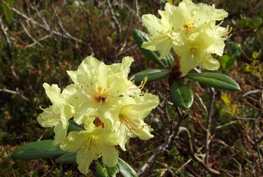 Рододендрон золотистый (кашкара, Rhododendron Aureum): выращивание ...