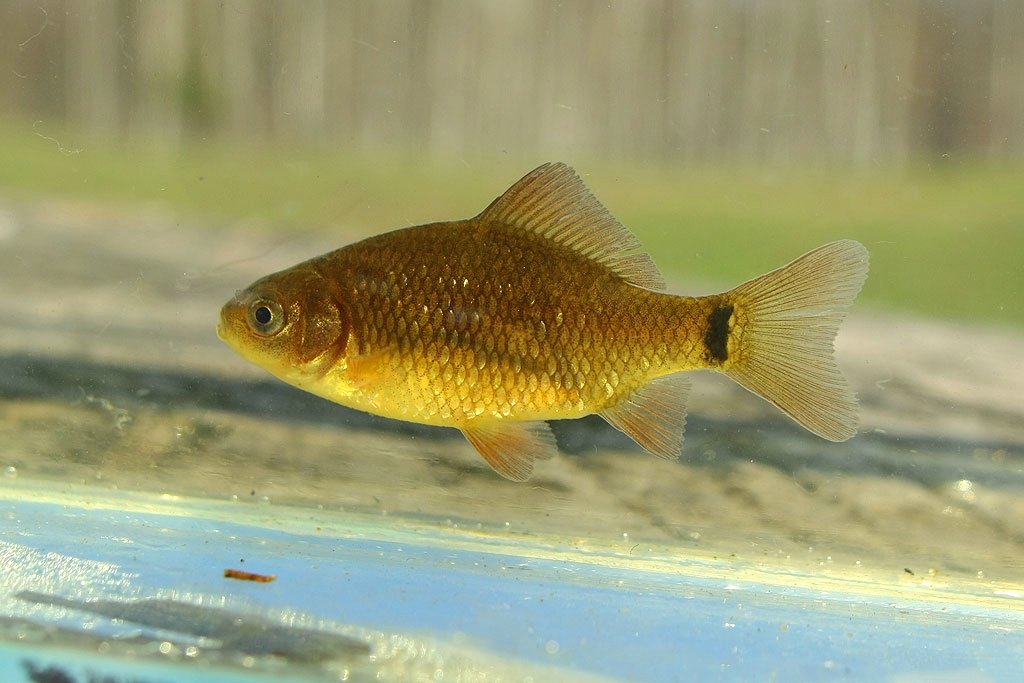 Золотий карась: його фото, який вигляд і де водиться, чим відрізняється ...