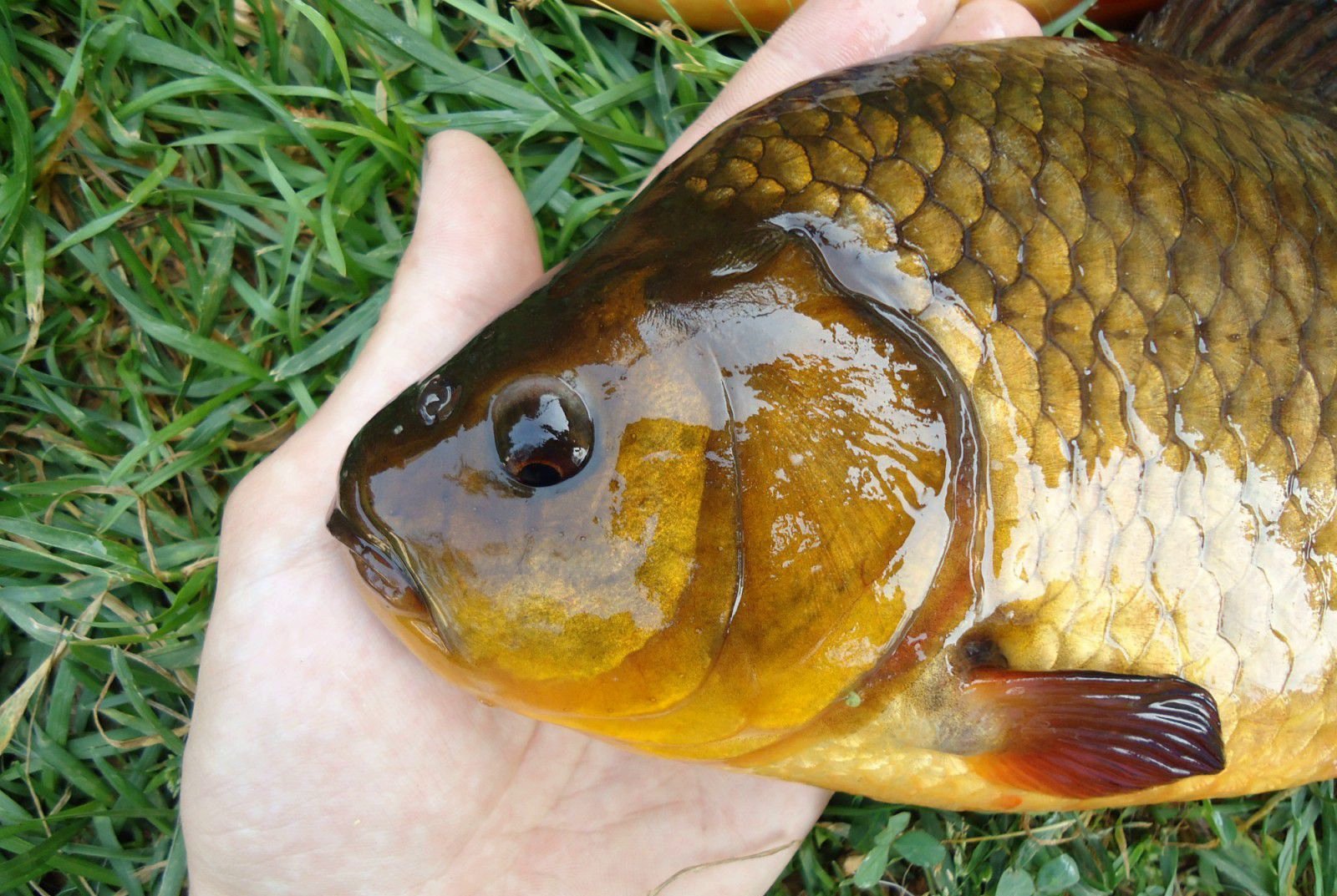 Золотий карась: його фото, який вигляд і де водиться, чим відрізняється ...