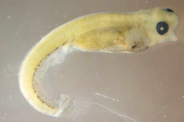 Золотий карась: його фото, який вигляд і де водиться, чим відрізняється ...