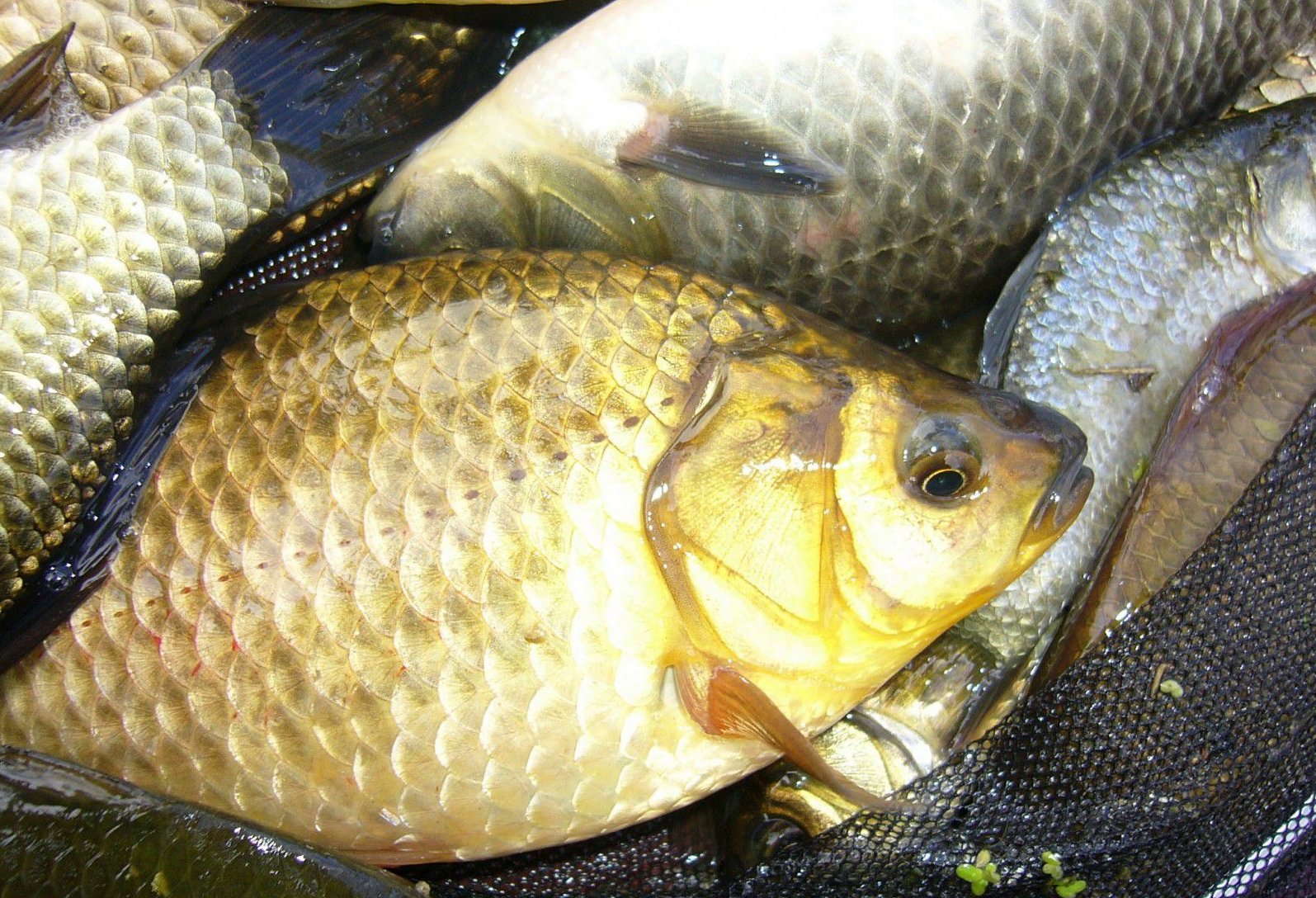 Золотий карась: його фото, який вигляд і де водиться, чим відрізняється ...
