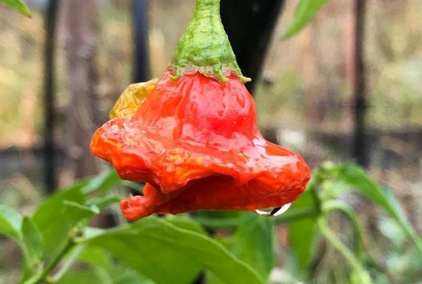 3 необычных горьких перца, которые можно вырастить на окне