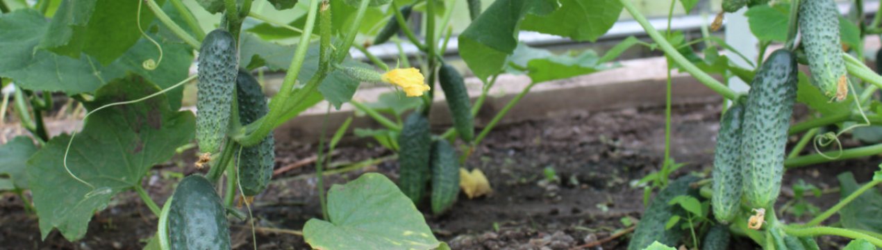 Огурцы «Пасалимо F1»: описание сорта с фото, посадка, выращивание и уход
