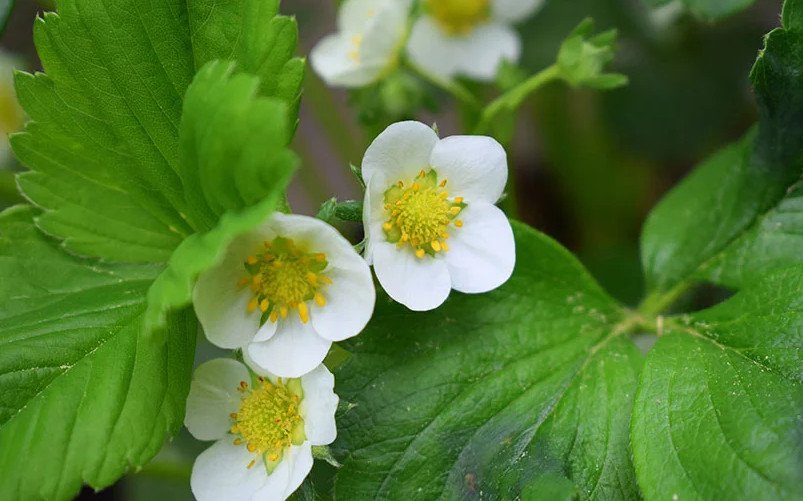 Клубника Корона: описание и характеристика сорта, выращивание и уход, фото