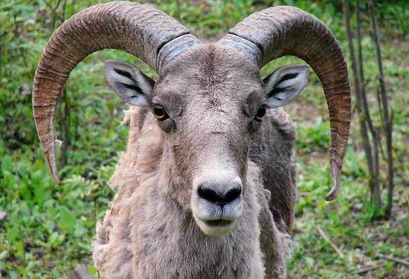 Алтайський гірський баран: підвиди, середовище проживання, спосіб життя ...